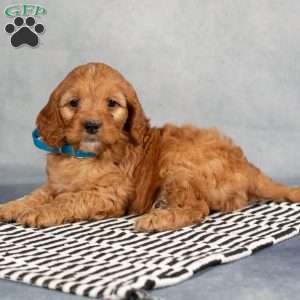 Cockapoo Puppies for Sale - Greenfield Puppies