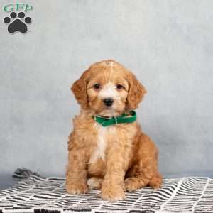 Cockapoo Puppies for Sale - Greenfield Puppies