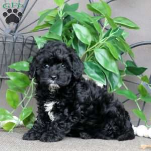 Cockapoo Puppies for Sale - Greenfield Puppies
