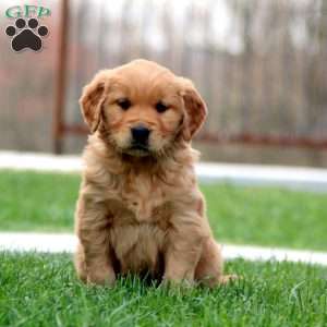 Golden Retriever Puppies For Sale - Greenfield Puppies
