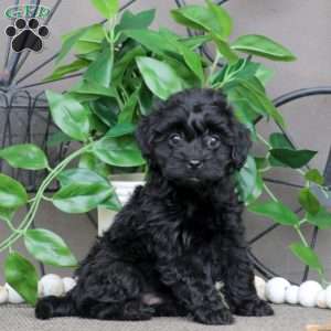 Cockapoo Puppies for Sale - Greenfield Puppies