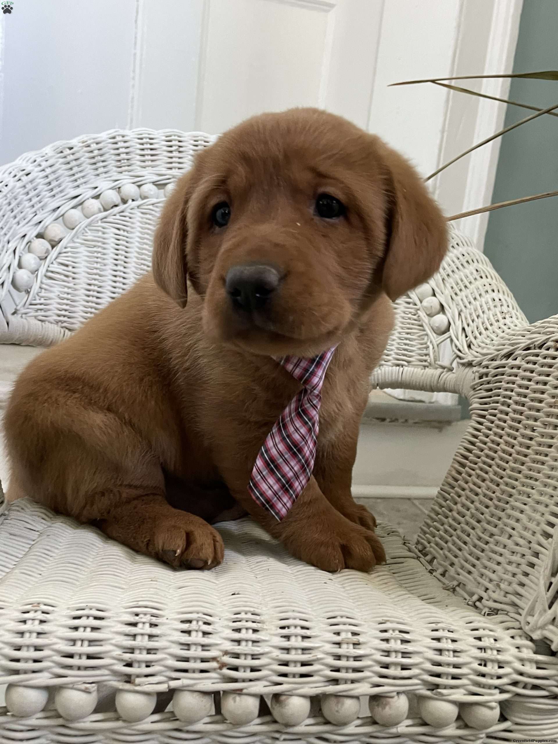Clifford - Fox Red Labrador Retriever Puppy For Sale in Pennsylvania