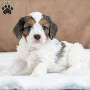 Cavapoo Puppies For Sale - Greenfield Puppies
