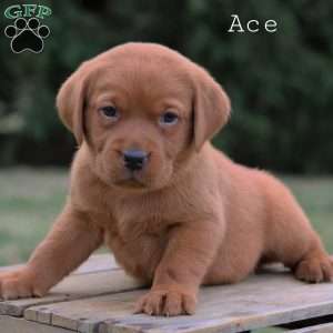 Fox Red Labrador Retriever Puppies for Sale - Greenfield Puppies