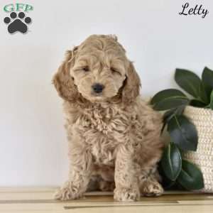 Cockapoo Puppies for Sale - Greenfield Puppies