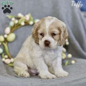 Cocker Spaniel Puppies For Sale - Greenfield Puppies