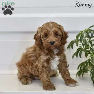 Cockapoo Puppies for Sale - Greenfield Puppies