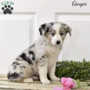 Australian Shepherd Puppies For Sale - Greenfield Puppies