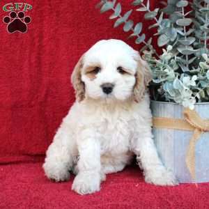 Cockapoo Puppies for Sale - Greenfield Puppies