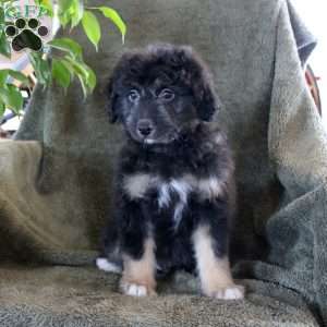 Sam Beiler - Greenfield Puppies