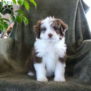 Sam Beiler - Greenfield Puppies