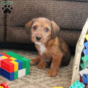 Jack-A-Poo Puppies For Sale - Greenfield Puppies
