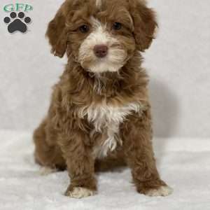 Cavapoo Puppies For Sale - Greenfield Puppies