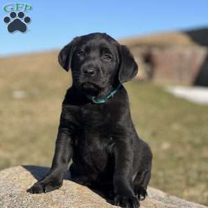 Melvin K Zook - Greenfield Puppies