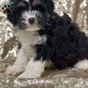 Havashu Puppies For Sale - Greenfield Puppies