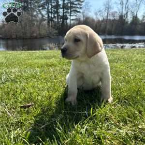Yellow Labrador Retriever Puppies For Sale - Greenfield Puppies