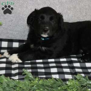 Labrador Mix Puppies For Sale | Greenfield Puppies