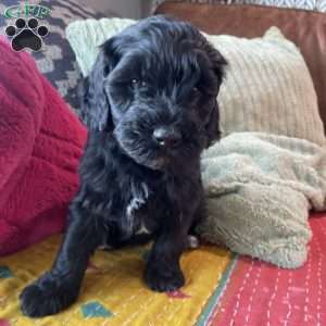 Springerdoodle Puppies for Sale | Greenfield Puppies