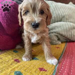 Springerdoodle Puppies for Sale | Greenfield Puppies
