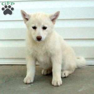 Pomsky Puppies For Sale - Greenfield Puppies