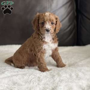 Cockapoo Puppies for Sale - Greenfield Puppies