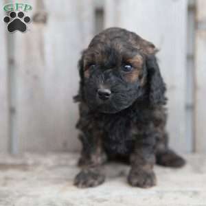 Miniature Poodle Puppies for Sale - Greenfield Puppies