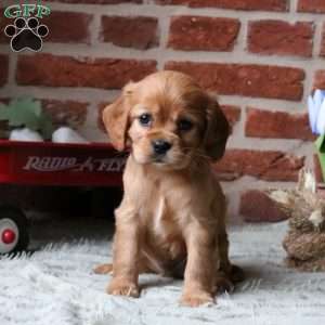 Cockalier Puppies For Sale | Greenfield Puppies
