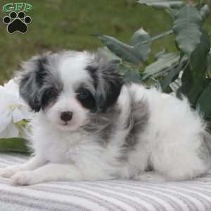 Melvin & Mary Lapp - Greenfield Puppies