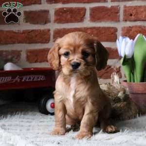 Cockalier Puppies For Sale | Greenfield Puppies