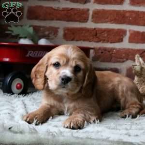 Cockalier Puppies For Sale | Greenfield Puppies