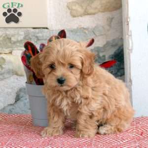 Bich-poo Puppies For Sale - Greenfield Puppies