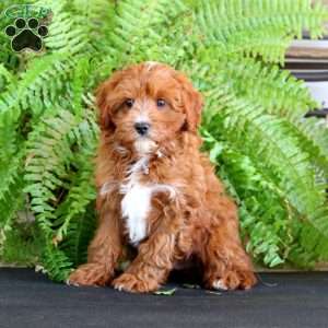 Cavapoo Puppies For Sale - Greenfield Puppies