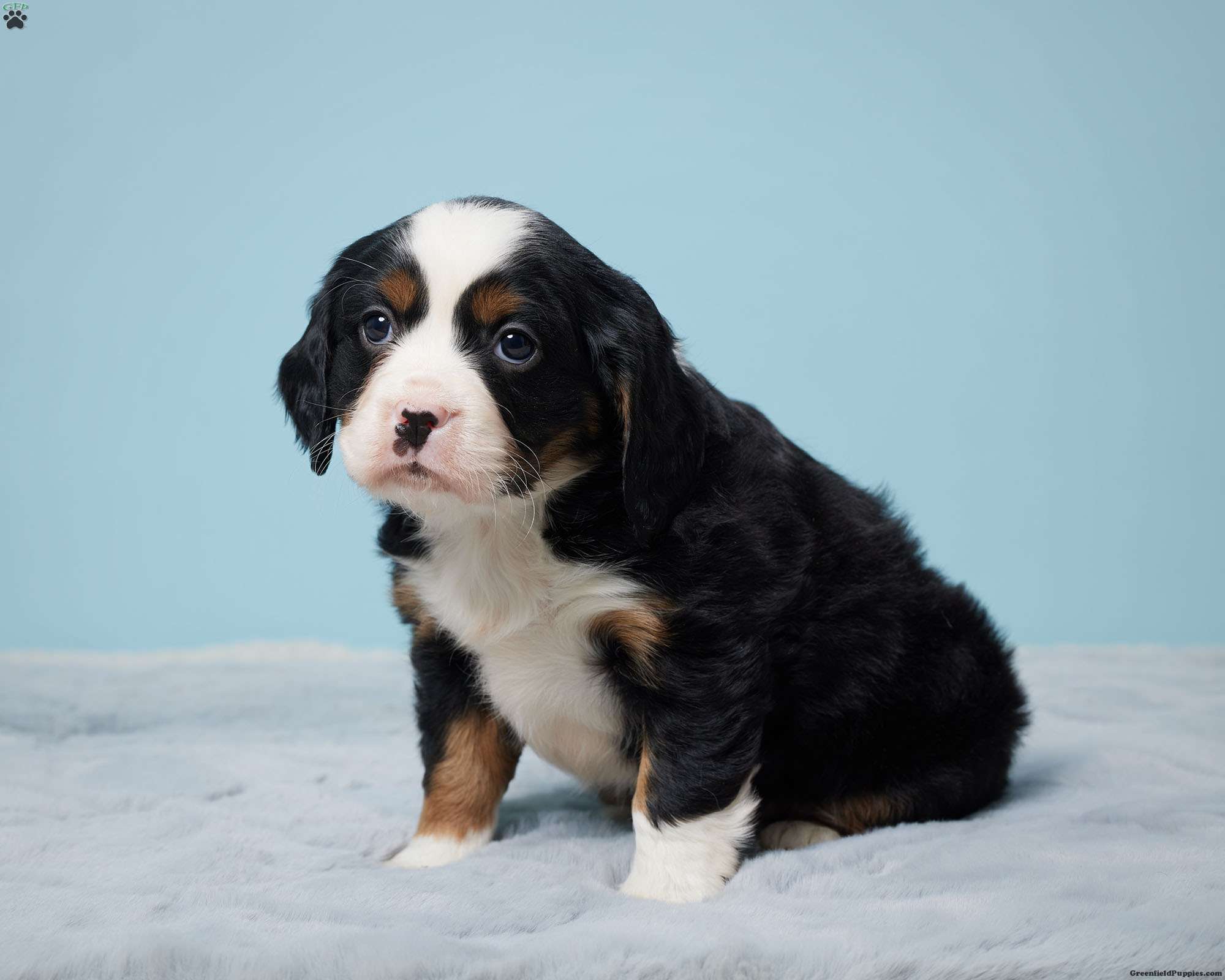 Lacy - Miniature Bernese Mountain Dog Puppy For Sale in Ohio