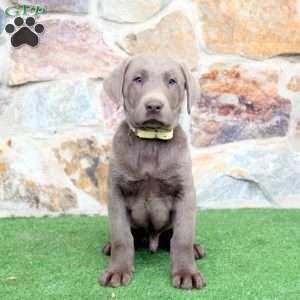 Silver Labrador Retriever Puppies For Sale - Greenfield Puppies