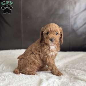 Cockapoo Puppies for Sale - Greenfield Puppies