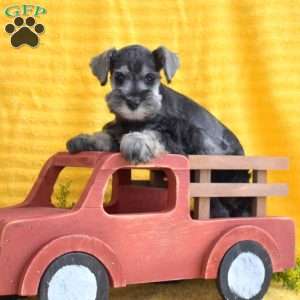 Miniature Schnauzer Puppies for Sale - Greenfield Puppies