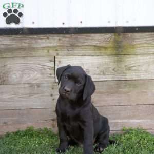 Black Labrador Retriever Puppies For Sale - Greenfield Puppies