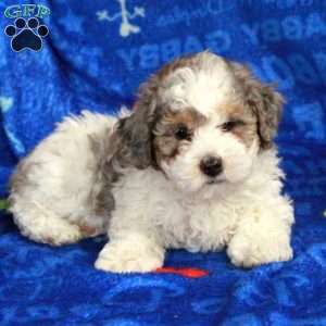 Havapoo Puppies For Sale - Greenfield Puppies