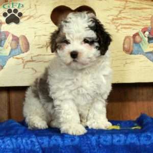 Havapoo Puppies For Sale - Greenfield Puppies