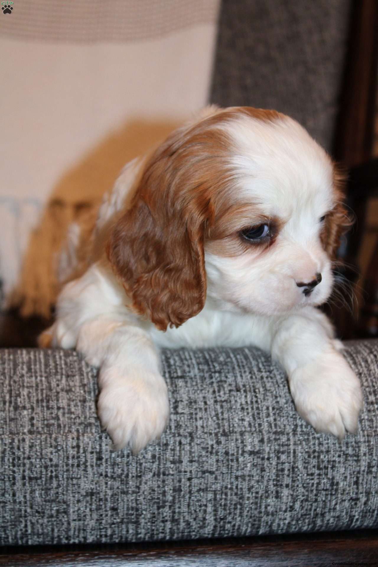 Prince - Cavalier King Charles Spaniel Puppy For Sale in Pennsylvania