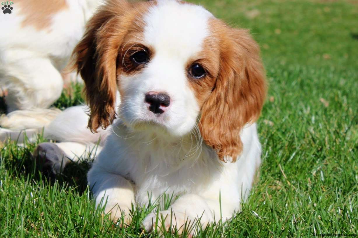 Prince - Cavalier King Charles Spaniel Puppy For Sale in Pennsylvania