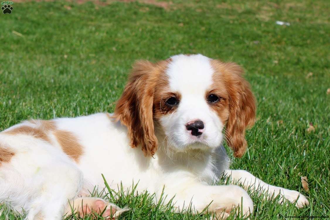 Prince - Cavalier King Charles Spaniel Puppy For Sale in Pennsylvania
