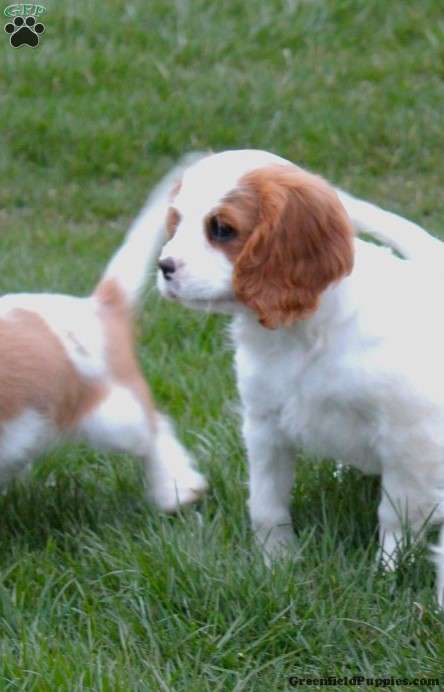 Prince - Cavalier King Charles Spaniel Puppy For Sale in Pennsylvania
