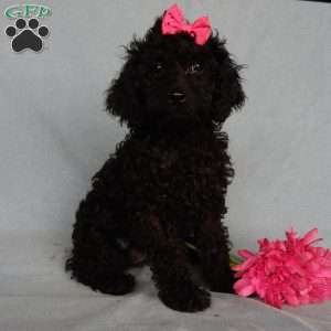 Cockapoo Puppies for Sale - Greenfield Puppies