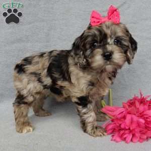 Cockapoo Puppies for Sale - Greenfield Puppies