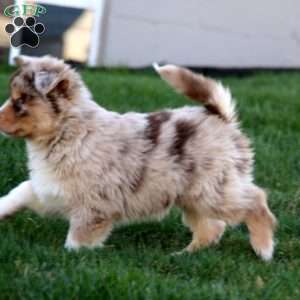 Elam & Katie Smucker - Greenfield Puppies
