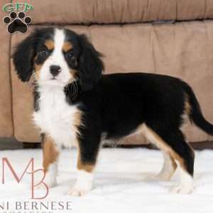 Miniature Bernese Mountain Dog Puppies for Sale