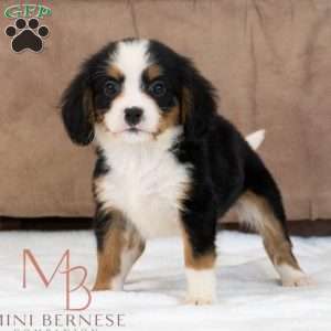 Miniature Bernese Mountain Dog Puppies for Sale
