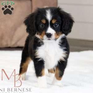 Miniature Bernese Mountain Dog Puppies for Sale