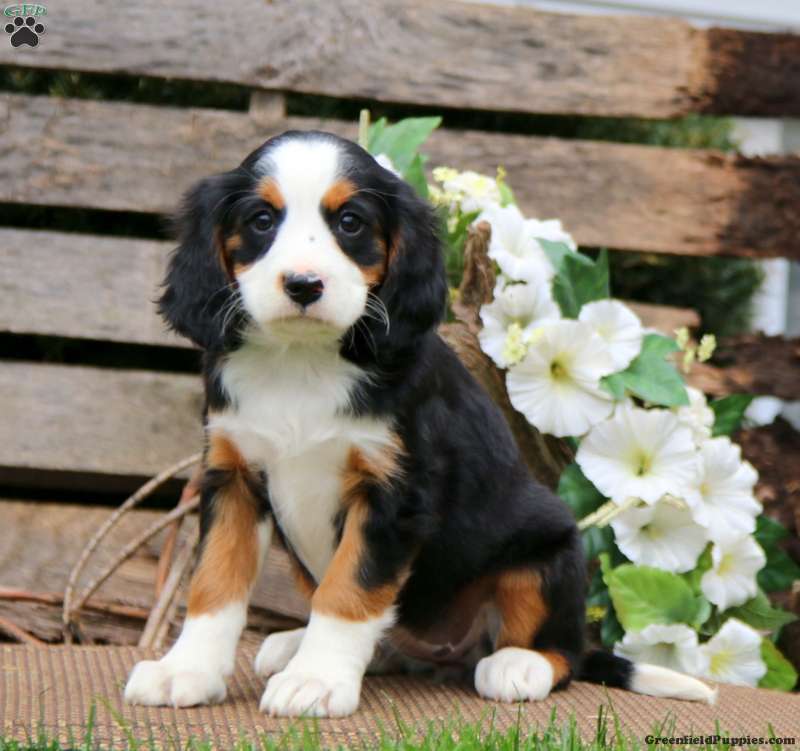 Sara - Miniature Bernese Mountain Dog Puppy For Sale in Pennsylvania